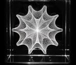 calabi – Quantum Agriculture