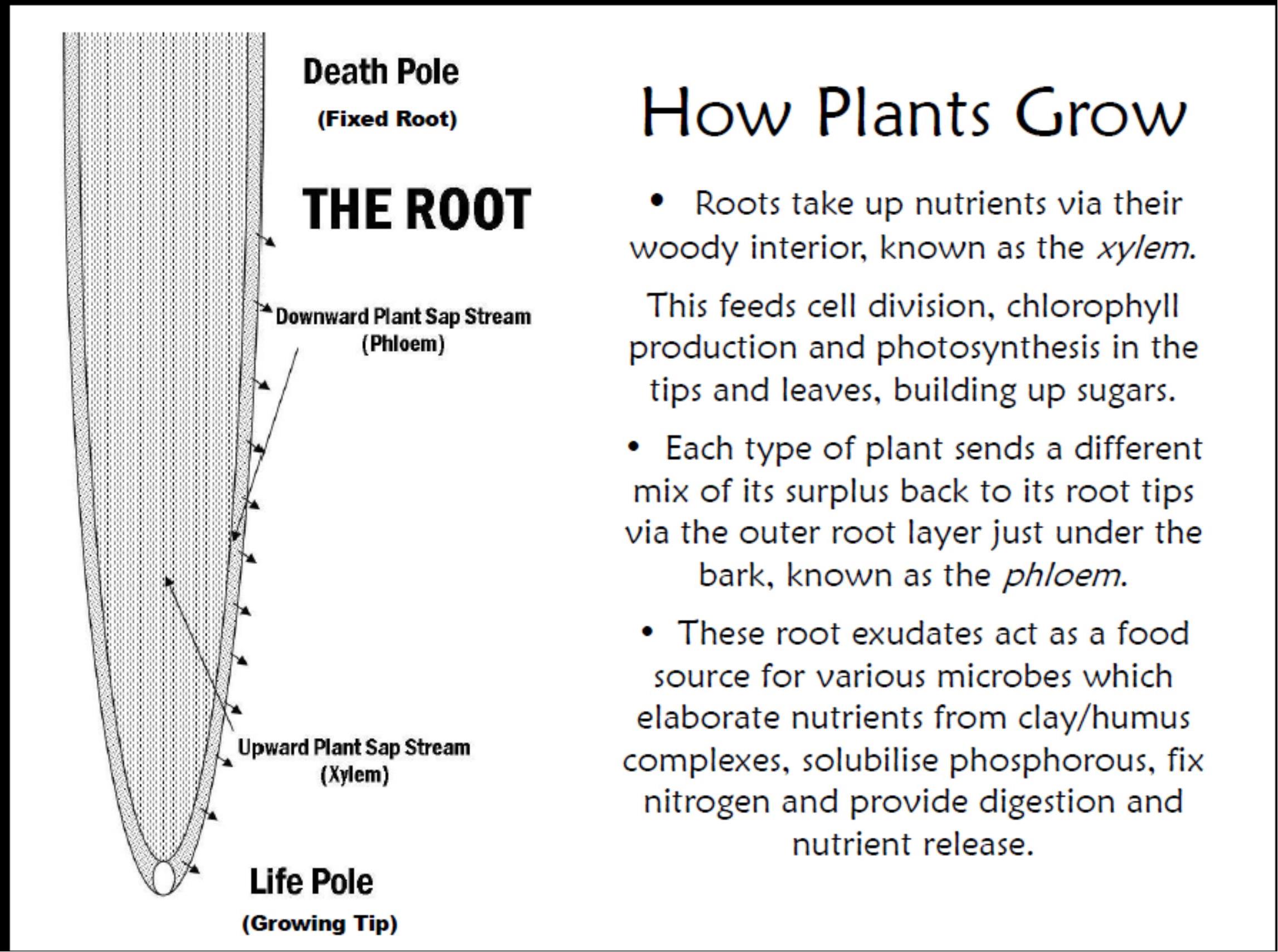 How Plants Grow – Quantum Agriculture